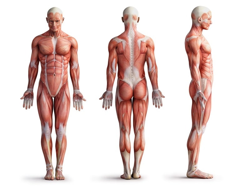 How Does The Muscular System Work Full Guide How Does The Muscular System Work Full Guide